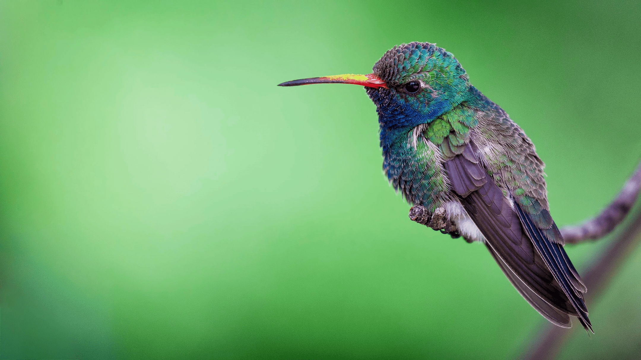 Beak Snaps Shut — Biological Strategy — Asknature