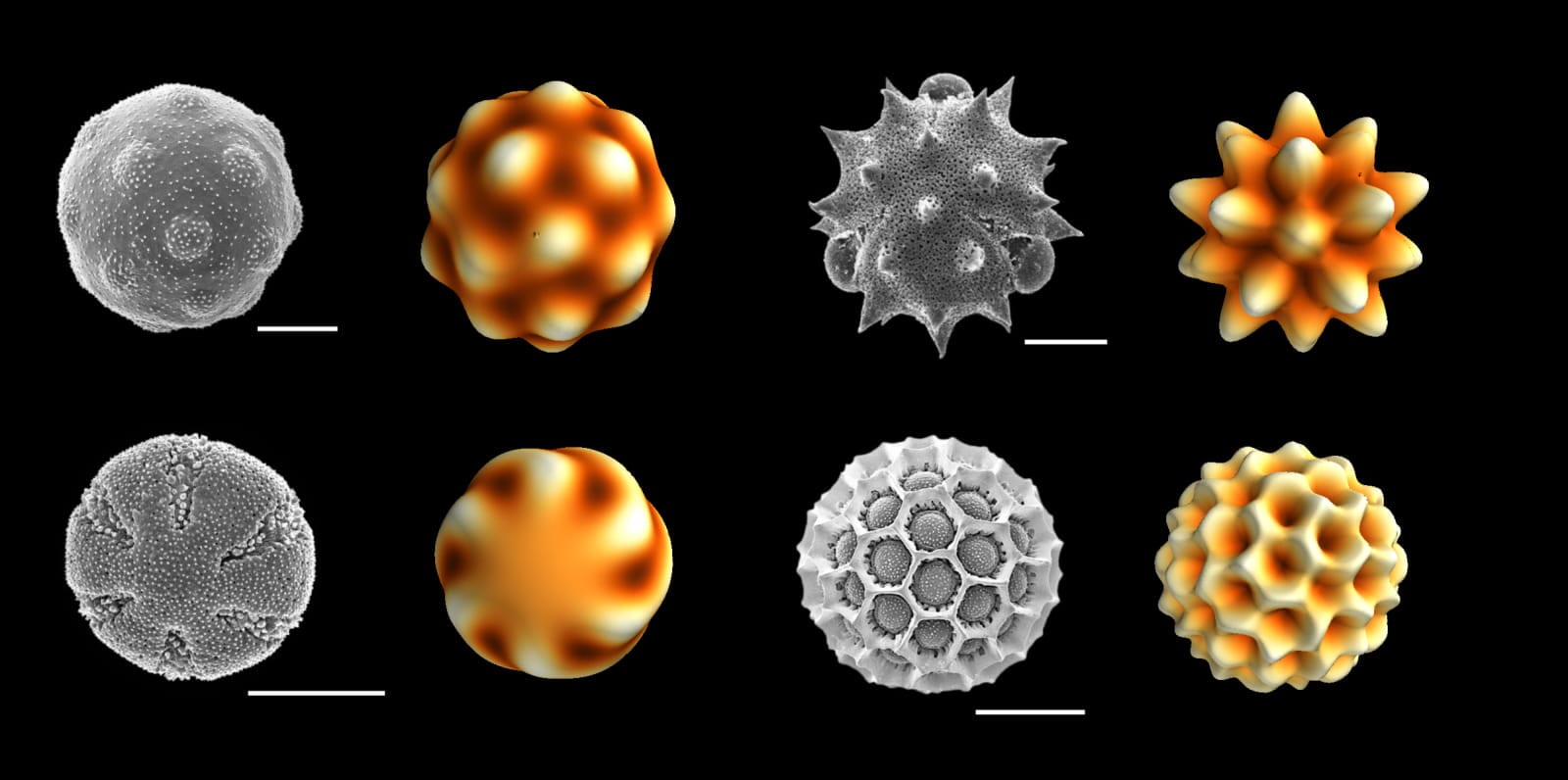 Patterns In Pollen Grains Form Without Using Energy — Biological Strategy — Asknature